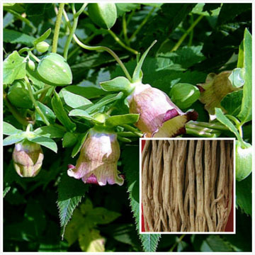 Codonopsis pilosula P.E. | Xian Tonking BiotechCo., Ltd