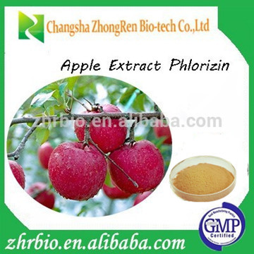 GMP factory supply high quality Apple Extract Phlorizin 80% 90% 95% 98% ...